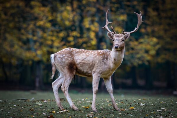 Artemide: un viaggio tra natura e miti della dea della caccia ...